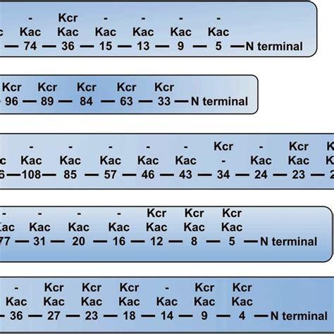 Outline Of The Different Steps Of The Histone Extraction Protocol