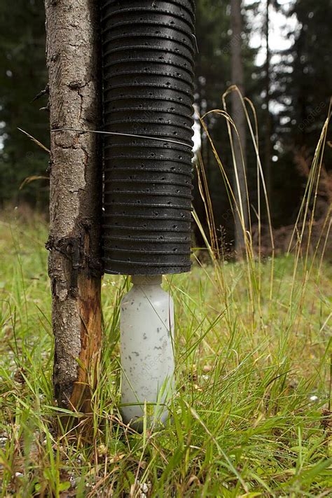 Forest Protect Against Tree Pests Plant Pest Insect Photo Background And Picture For Free