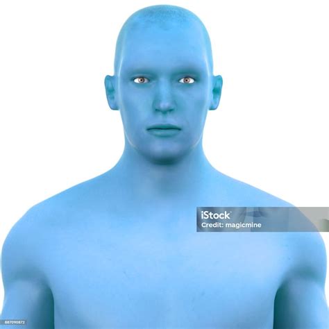 กายวิภาคของร่างกายกล้ามเนื้อชายมนุษย์ ภาพสต็อก ดาวน์โหลดรูปภาพตอนนี้ กล้ามเนื้อ ส่วนของ