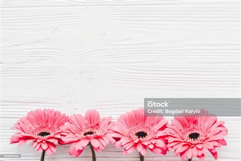 흰색 나무 배경 플랫 핑크 거 베라 텍스트 위한 공간을 놓으십시오 밝은 꽃 인사말 카드 이랑입니다 청첩장 해피 어머니의 날 또는 발렌타인 하루 개념 거베라데이지에 대한 스톡