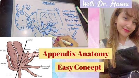 Appendix Anatomy Positions Retrocecal Youtube