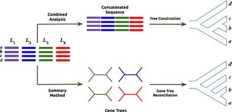 Reconciliation Under Incomplete Lineage Sorting We Show A Download Scientific Diagram