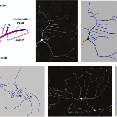 Examples Of Basic Swc Reconstructions A Representation Of Neural Download Scientific Diagram