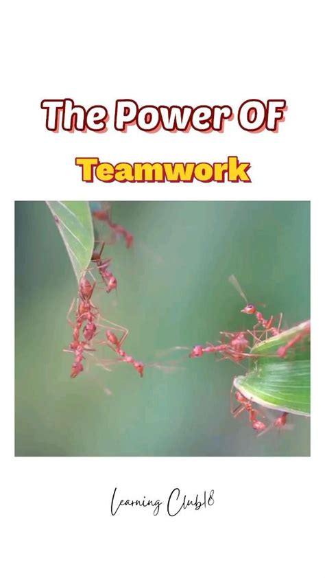 The Power Of Teamwork
