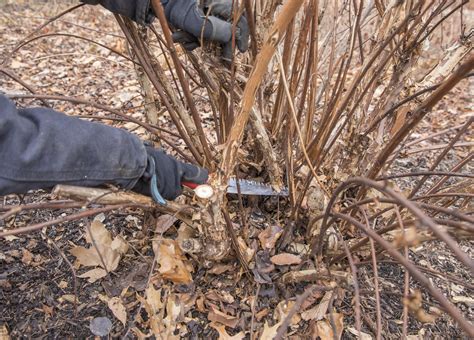 Midwinter Ideal Time To Prune Most Shrubs Heres What You Need To Know