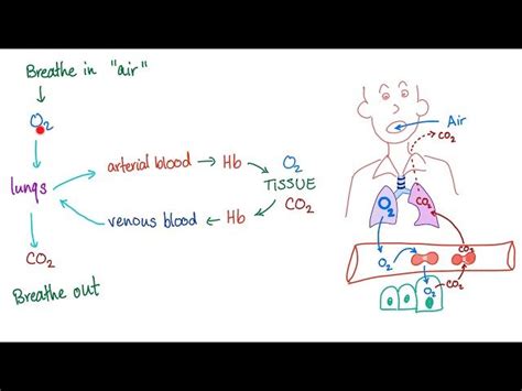 Free Video Ventilation Hypoventilation And Hyperventilation Pulmonary Medicine From