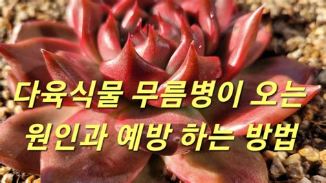 다육식물 분갈이할때 뿌리를 이렇게하니 무름병 몸살이오죠 Youtube