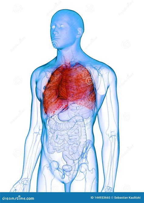 Un pulm?n enfermo stock de ilustración. Ilustración de humano - 144933665