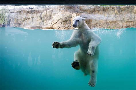 Henry Vilas Zoo Arctic Passage Project Wdm Architects