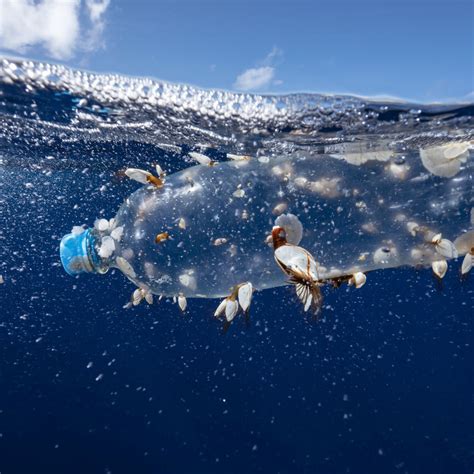 Ocean Plankton