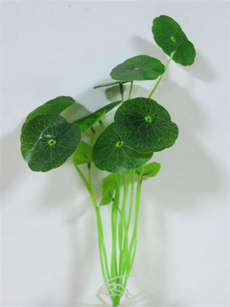 Hydrocotyle Verticillata - 5-6 Kök Saksı - Canlı Akvaryum Zemin Bitkisi