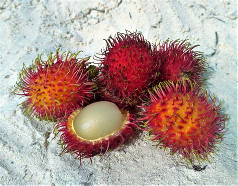 Красный фрукт с шипами 39 фото