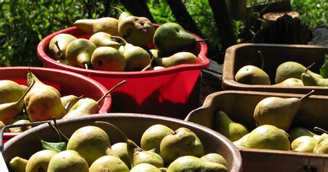 Parkdale Toronto Hort General Blog Why Did My Pear Tree Look So Sickly This Year