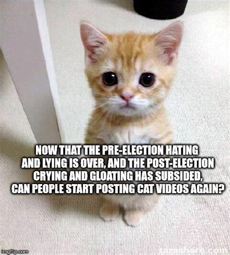Cat Election Memes 2020 The Kitty Expert