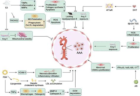 Hormonal Influence Unraveling The Impact Of Sex Hormones On Vascular Smooth Muscle Cells