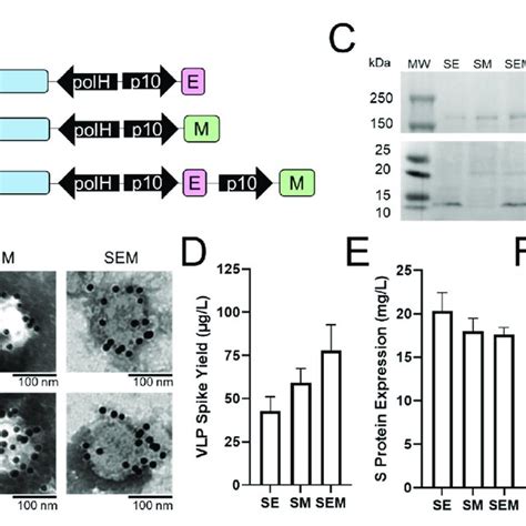 Characterizing The Effects Of Sars Cov 2 Structural Proteins On Vlp