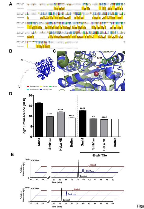 Targeted Mutation Of Smh1 Leads To Reduced Hdac Function Download Scientific Diagram