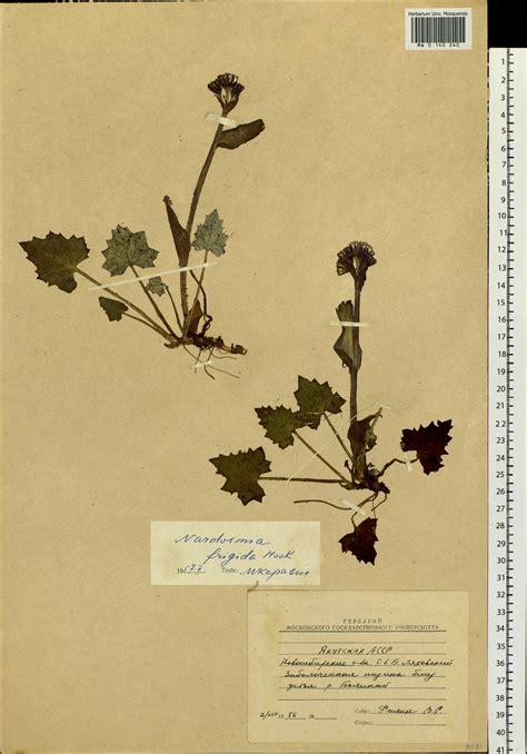 MW0140240, Petasites frigidus (Белокопытник холодный), specimen