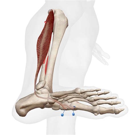 Fibularis Longus Kettlebell Monster™