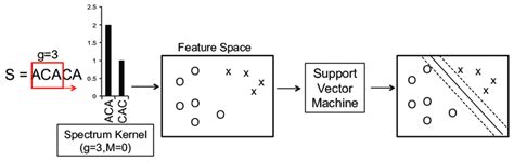 fig s 1 overview of the string spectrum kernel svm classifier