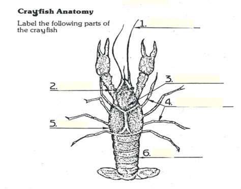 Crayfish Life Cycle Diagram
