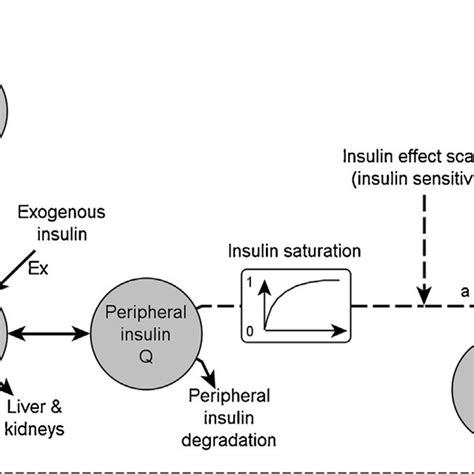 Pdf Stability Of The Insulinglucose Feedback Loop In Glucosafe A