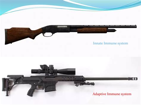The Role Of Complement System In Acute Inflamation Pptx