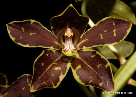 Ricardos Blog Grammatophyllum Elegans X Scriptum Hieroglyphica