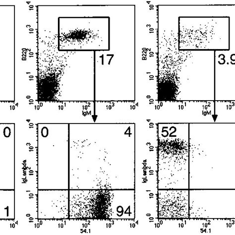 Analysis Of Receptor Editing In 3 83 Transgenic Btk And Btk Mice