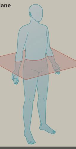 positions projections bones joints flashcards quizlet