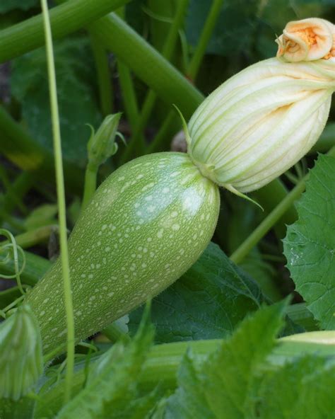 Productive And Attractive Squash Varieties Ergon Seed