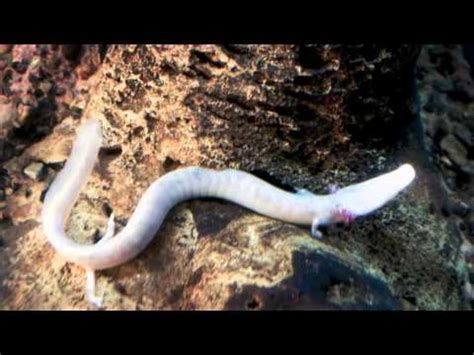 Ancient Cave Dwelling Olm Salamander Lays Eggs For First Time In Three