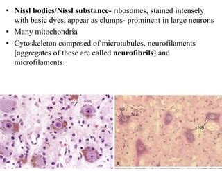 Nervous Tissue Pdf