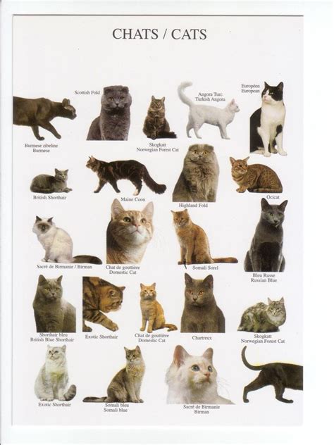 Каталог Пород Кошек С Фотографиями — Фото Картинки