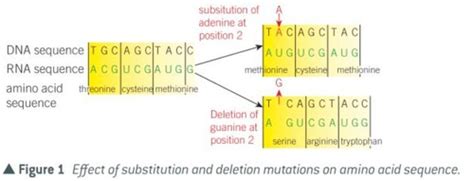 Gene Mutation Flashcards Quizlet