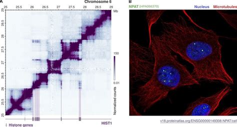 Higher Order Organization Of Replicative Histone Genes And