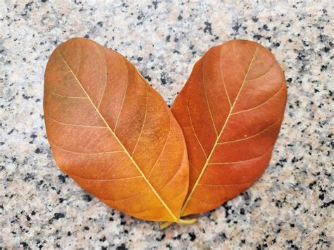 Daun Daun Jatuh Antik Foto Gratis Di Pixabay Pixabay