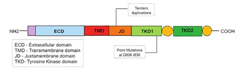 A Schematic Diagram Of The Fms Like Tyrosine Kinase 3 Flt3 Gene