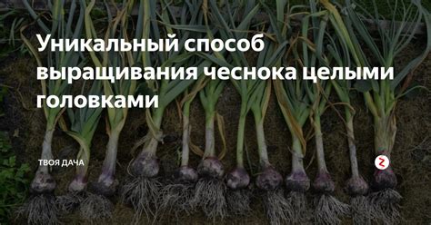 Уникальный способ выращивания чеснока целыми головками | Твоя Дача | Дзен