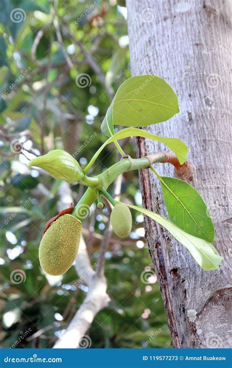 Jackfruit Small Jackfruit On Jackfruit Tree Stock Image Image Of Abstract Fruit 119577273