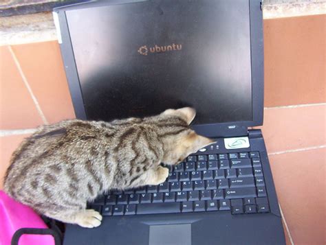 User Linux Com Cat Etc Cat Lovers Group Members Conf Linux Com