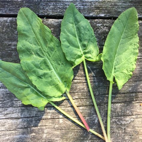 Sorrel French Organic Vital Seeds