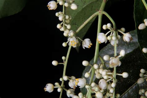 Staphylea L Plants Of The World Online Kew Science