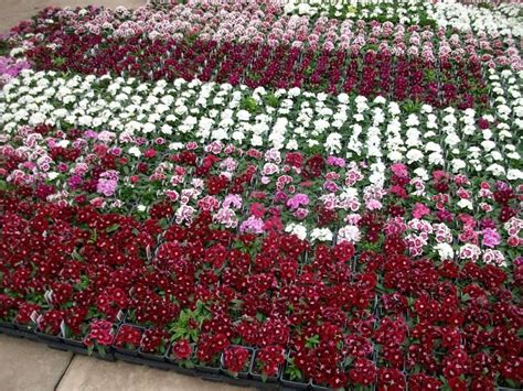 Floral Lace Dianthus Parks Brothers Farm Inc
