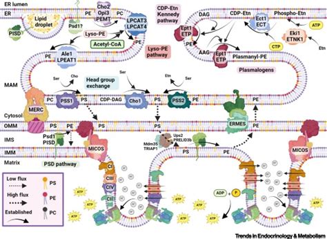 Phosphatidylethanolamine Trends In Endocrinology And Metabolism