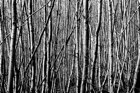 Tree Trunks Gallery Corner