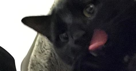 Herpy Derpy Kitty Album On Imgur