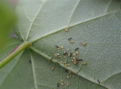 The Mutualistic Interaction Between Aphis Gossypii And Ants On Cotton Download Scientific