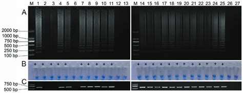 Use Of Rt Lamp Assay To Detect Mnsv A Agarose Gel Illustrating The