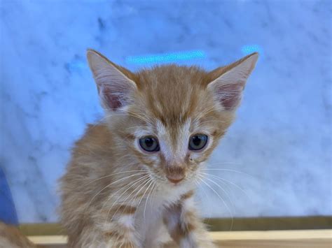 코리안숏헤어 주주 치와와키우는방법 코카스파니엘키우는방법 폼스키키우는방법 폼치키우는방법 폼피츠키우는방법 푸숑키우는방법 노르웨이숲키우는방법 뱅갈키우는방법 샴키우는방법 셀커크렉스